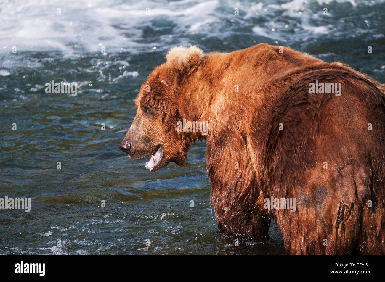 Brown bear in defensive posture while in Brooks River, Katmai National ...