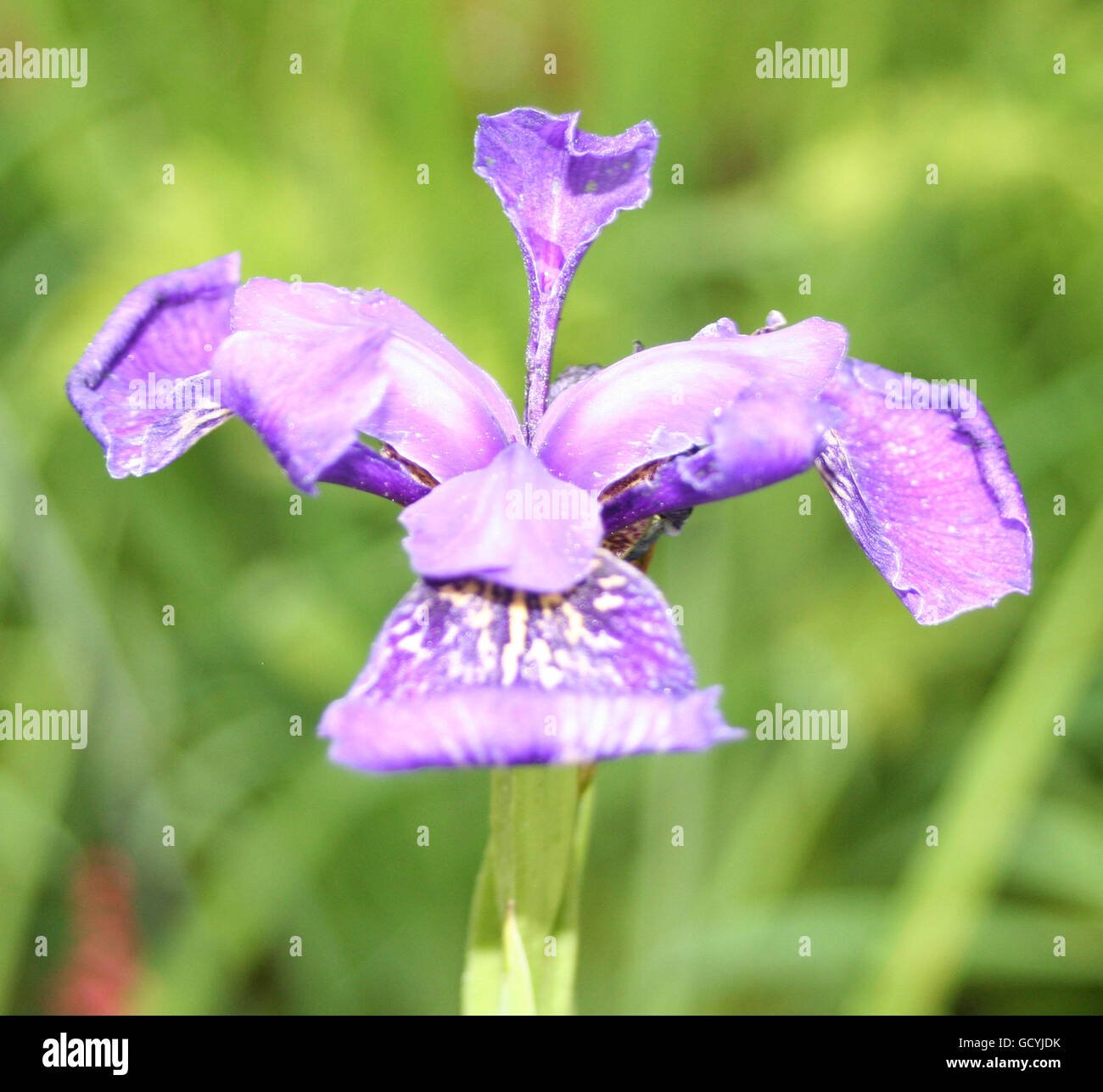 Highdown flower hi-res stock photography and images - Alamy