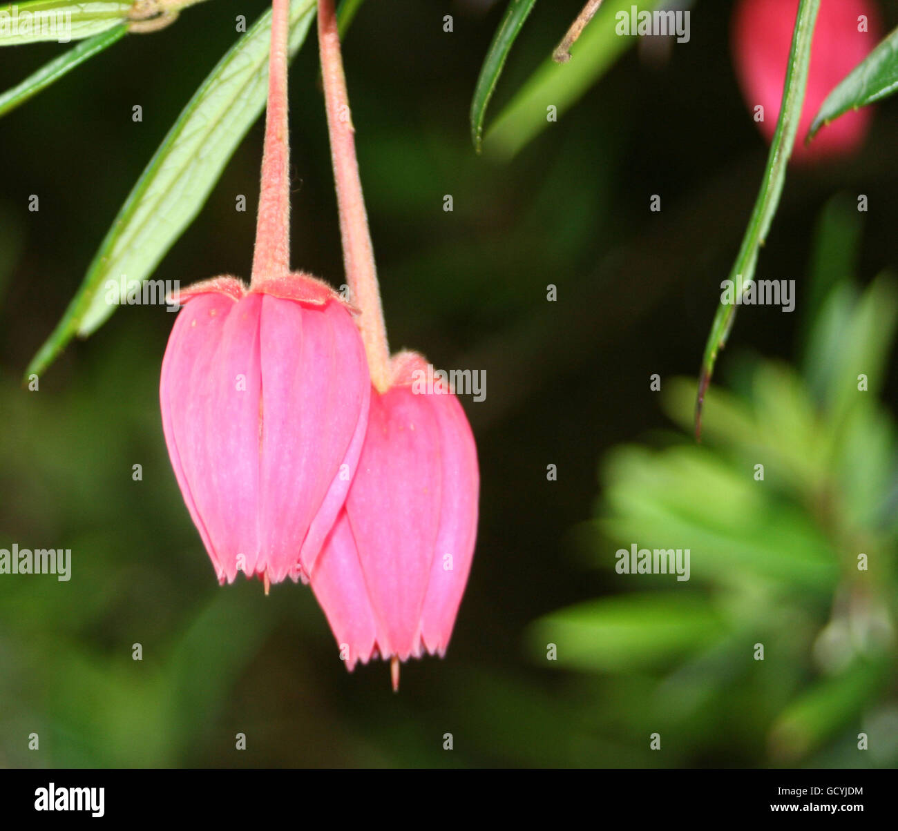 Highdown flower hi-res stock photography and images - Alamy