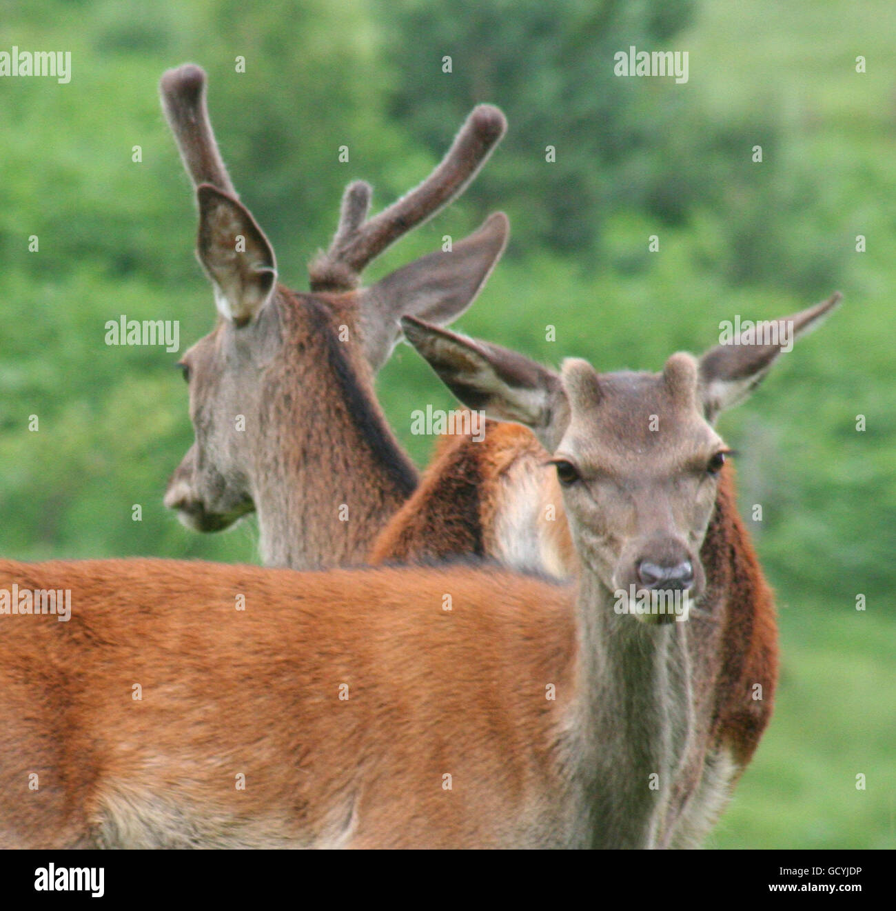 Stag and Doe Roe Deer Stock Photo - Alamy