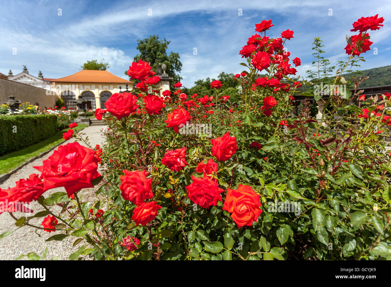 Rose garden in the Baroque garden, Decin Castle, Czech Republic Stock ...