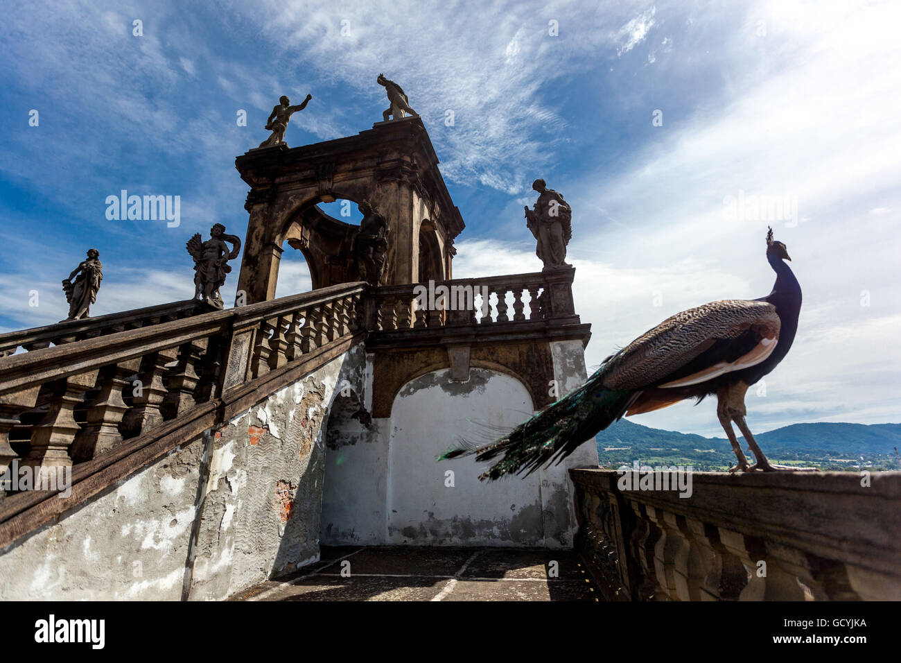 Castle peacock hi-res stock photography and images - Alamy