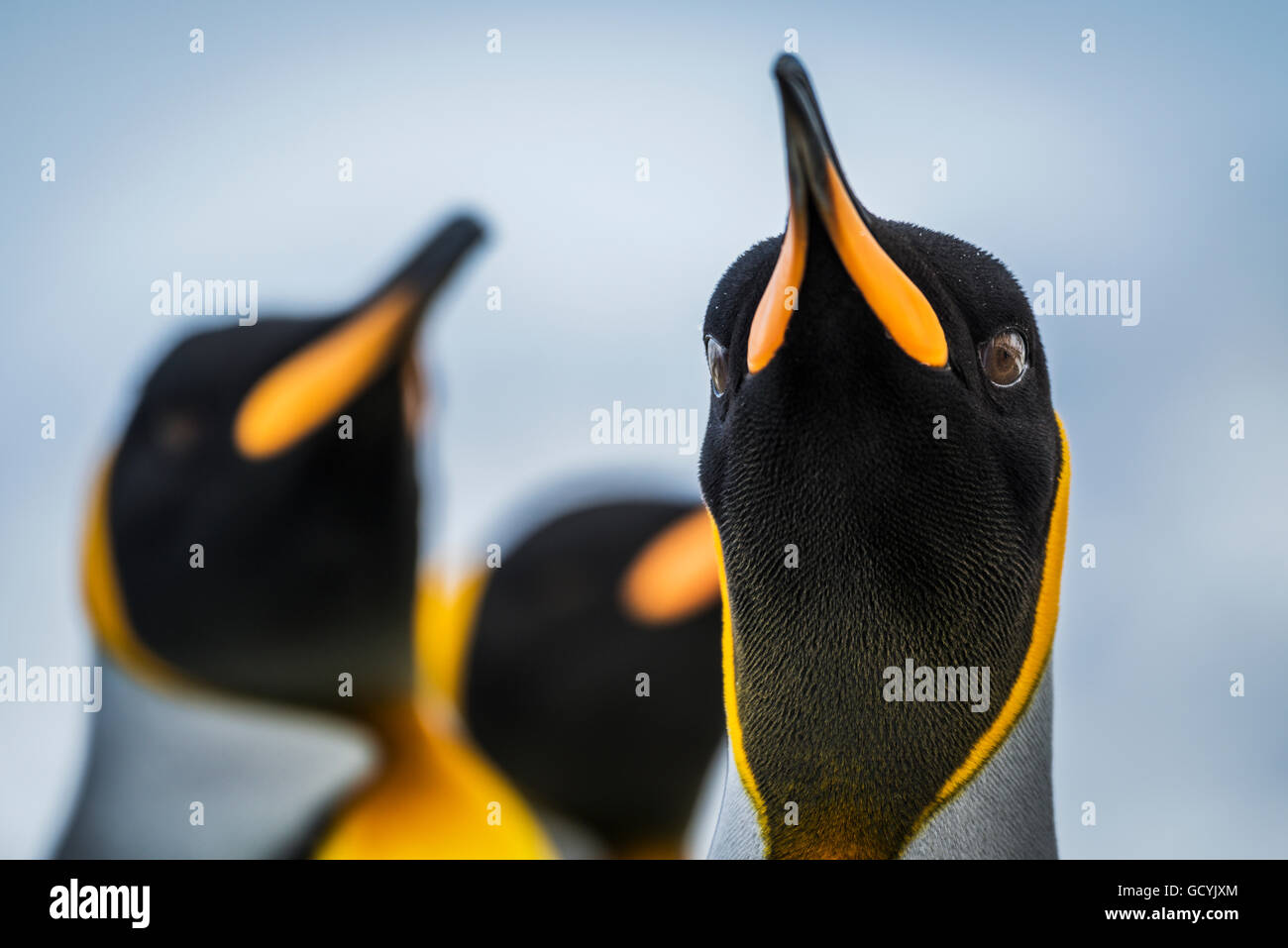 Close up of King Penguin (Aptenodytes patagonicus) staring at camera ...