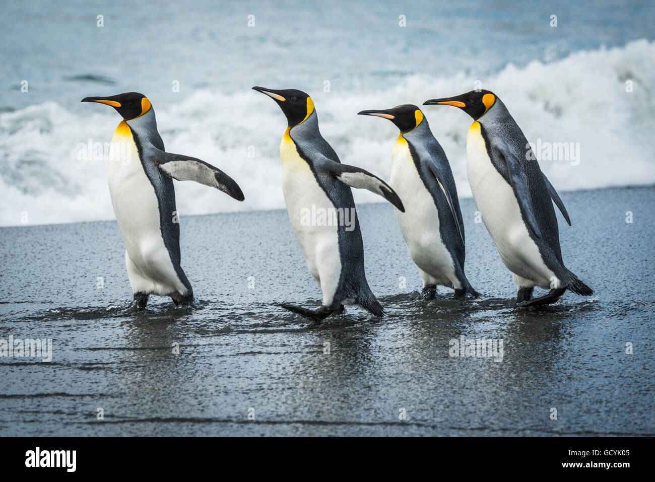 Four Penguins High Resolution Stock Photography and Images - Alamy