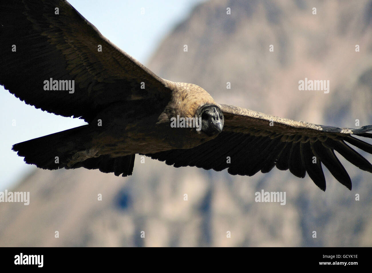 Flying condor hi-res stock photography and images - Alamy