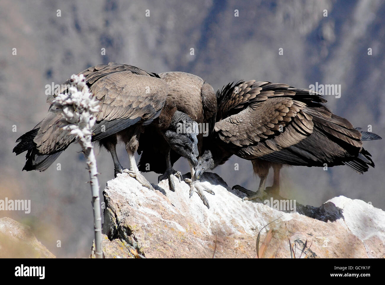 GROUP OF CONDORS Stock Photo - Alamy