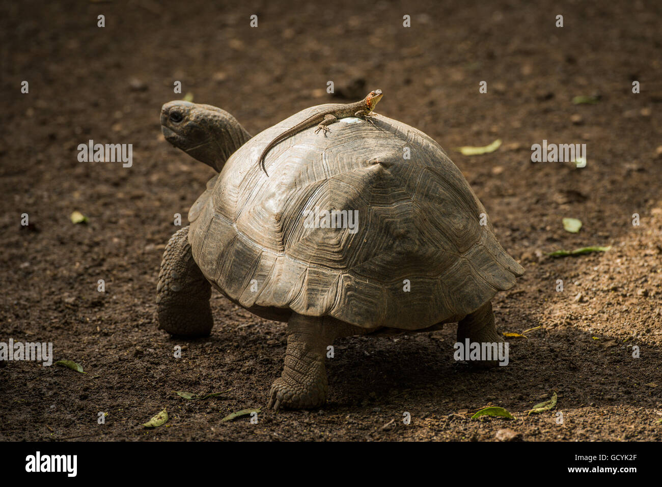 Galapagos giant tortoise (Chelonoidis nigra) with lizard on it's shell ...