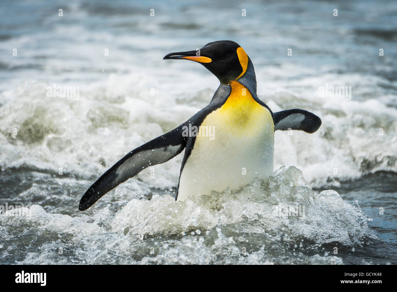 King penguin (Aptenodytes patagonicus) wading through surf towards ...