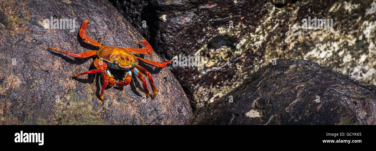 Panorama of Sally Lightfoot crab (Grapsus grapsus) on rock; Galapagos ...