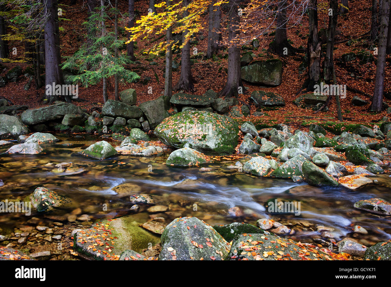 Stream in autumn mountain forest, tranquil scenery in natural ...