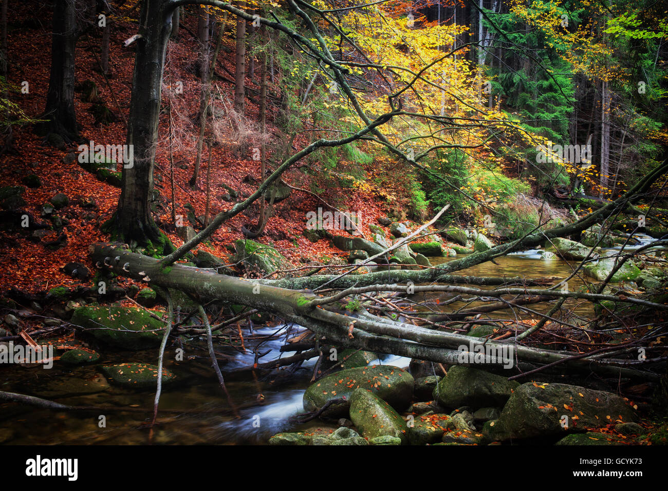 Stream with fallen tree in autumn mountain forest, leaves on steep ...