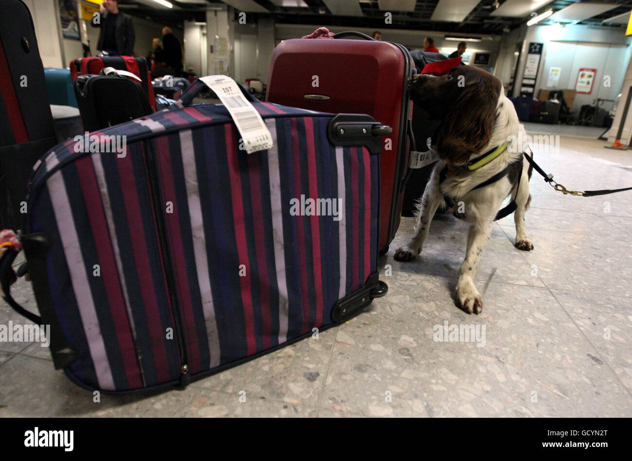 Drug detection dogs hi-res stock photography and images - Alamy