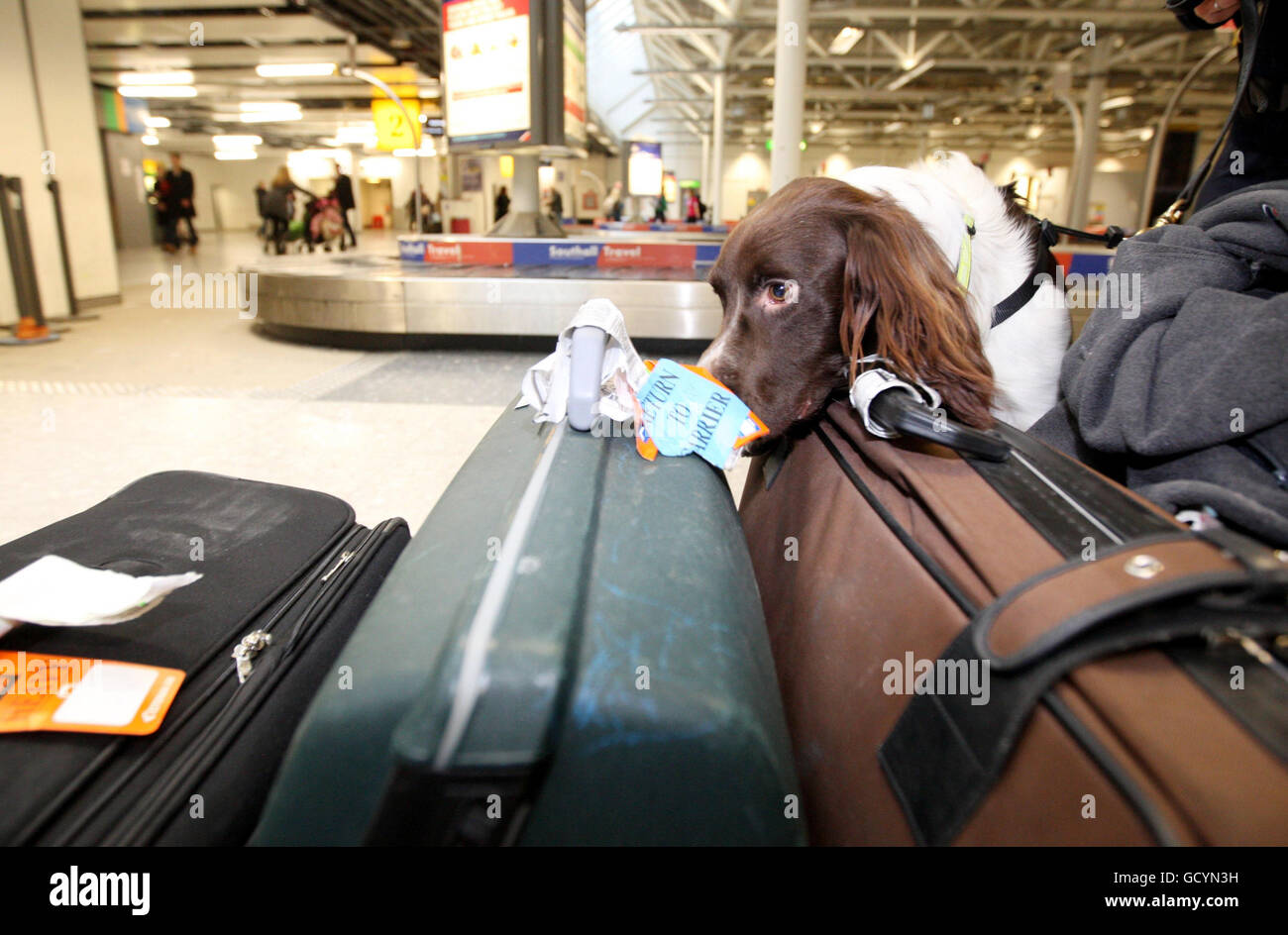 UK Border Agency drug detection Stock Photo - Alamy