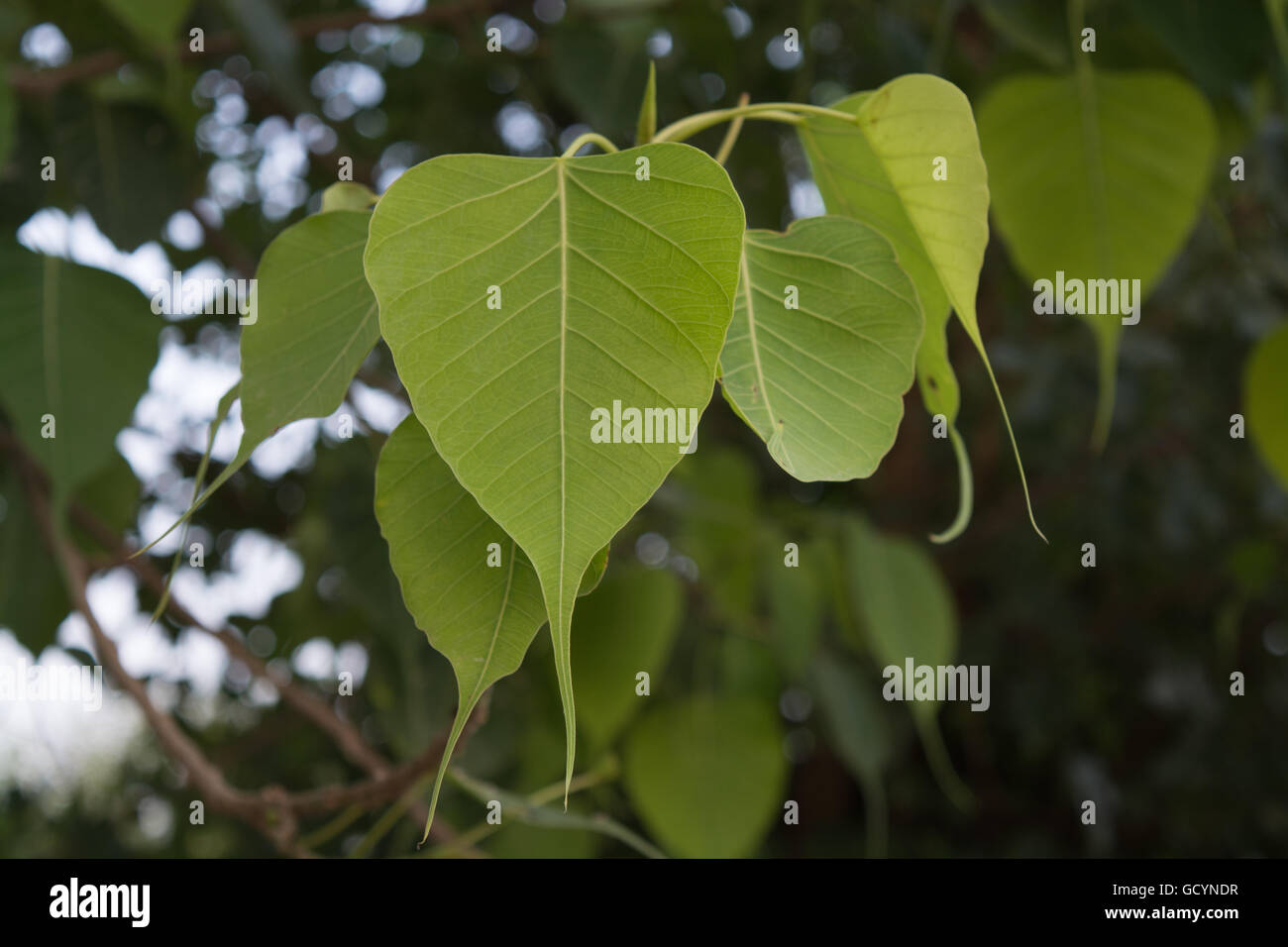 Beautiful nature wallpapers hi-res stock photography and images - Alamy