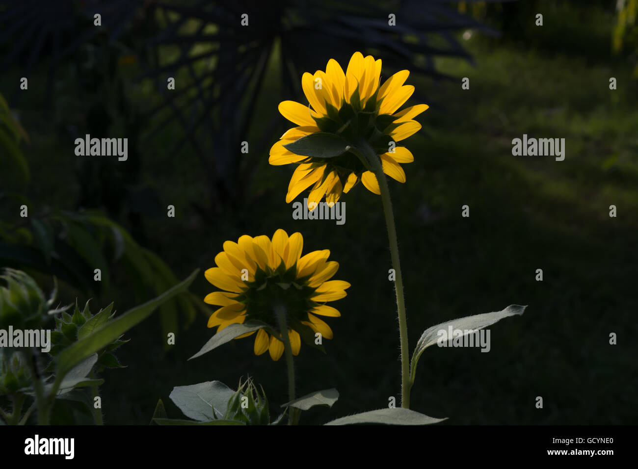 Back view of beautiful sunflowers Stock Photo - Alamy