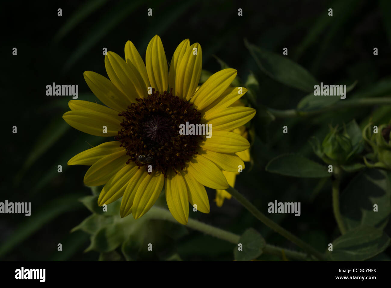Sunflowers facing sun hi-res stock photography and images - Alamy