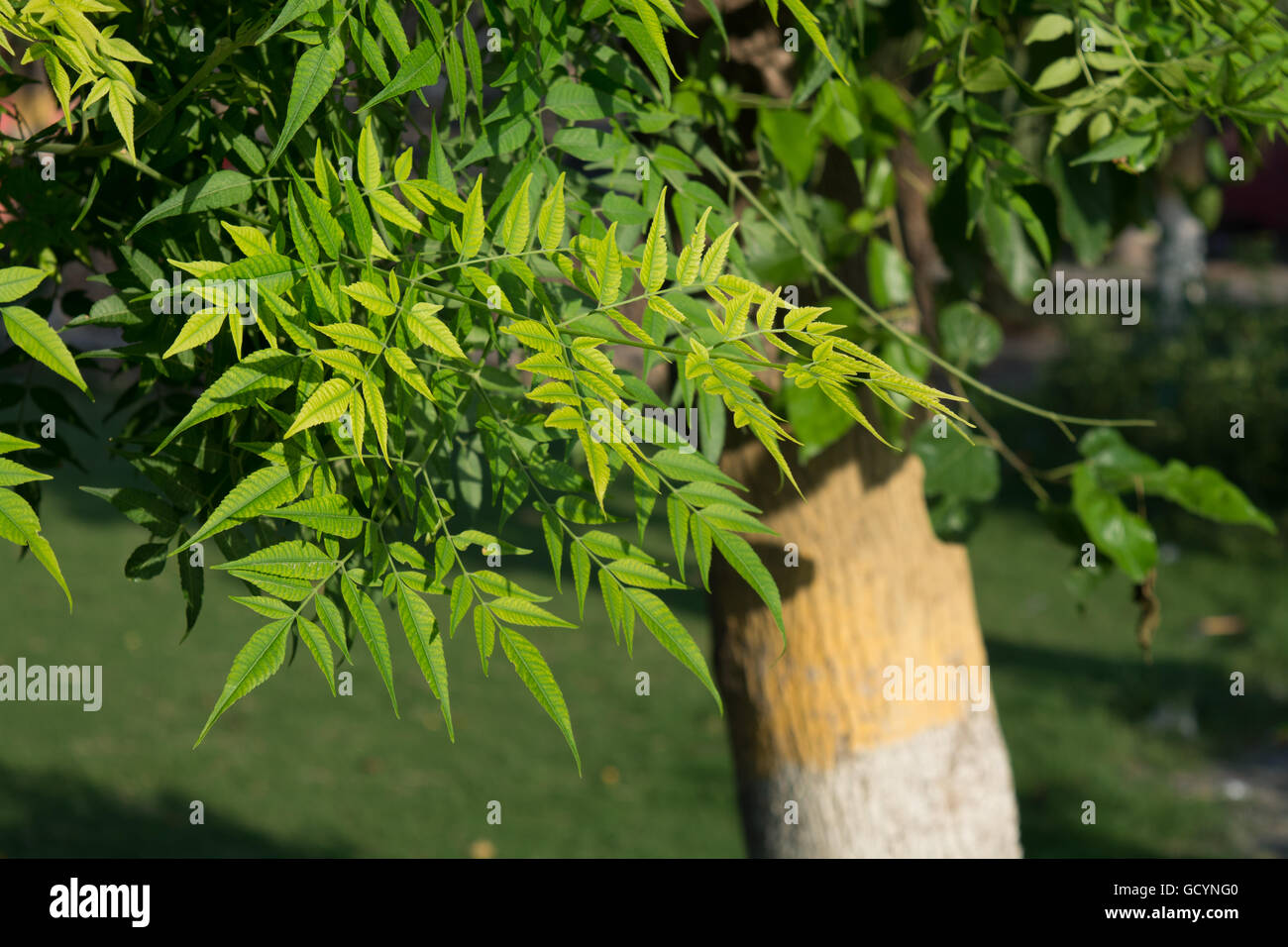 Neem leaves hi-res stock photography and images - Alamy