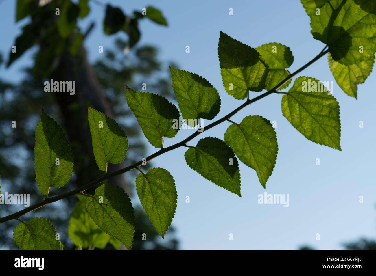 detail of beautiful leaves on the tree Stock Photo - Alamy