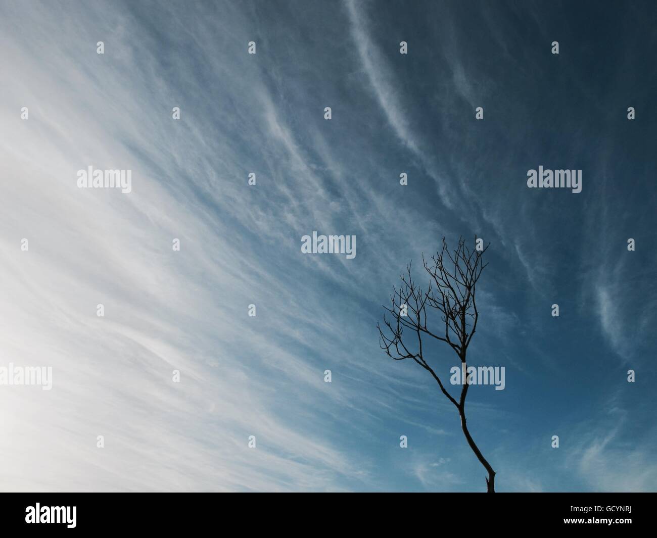 Skinny tree hi-res stock photography and images - Alamy