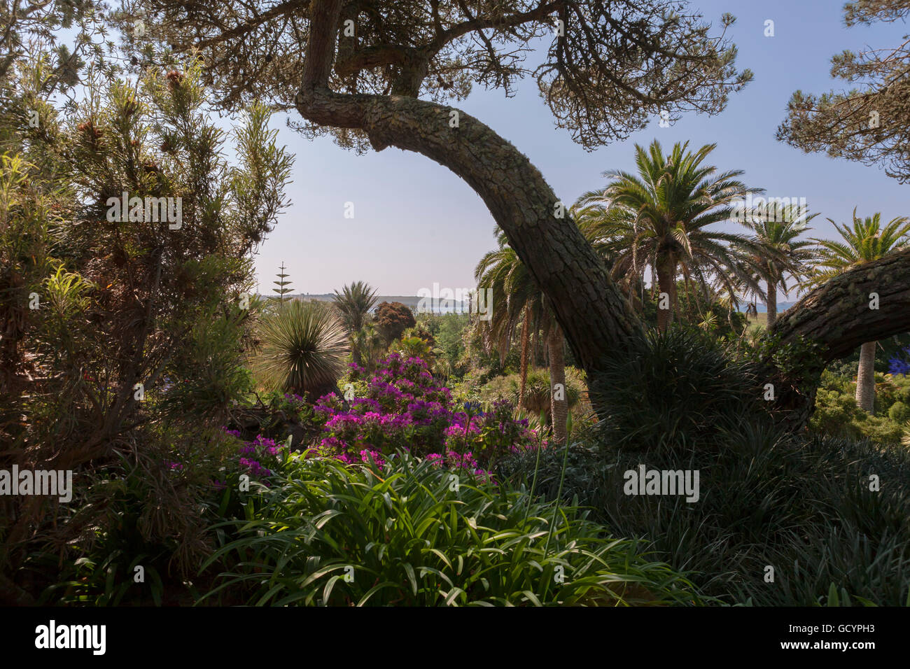Middle Terrace, Tresco Abbey Garden, Isles of Scilly, UK Stock Photo ...