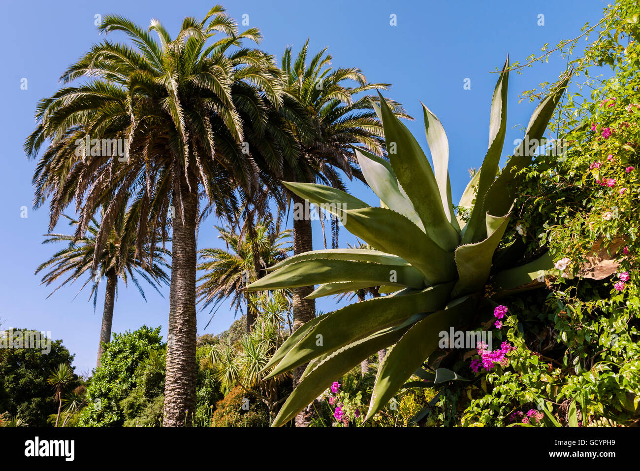 Middle Terrace, Tresco Abbey Garden, Isles of Scilly, UK: palm trees ...