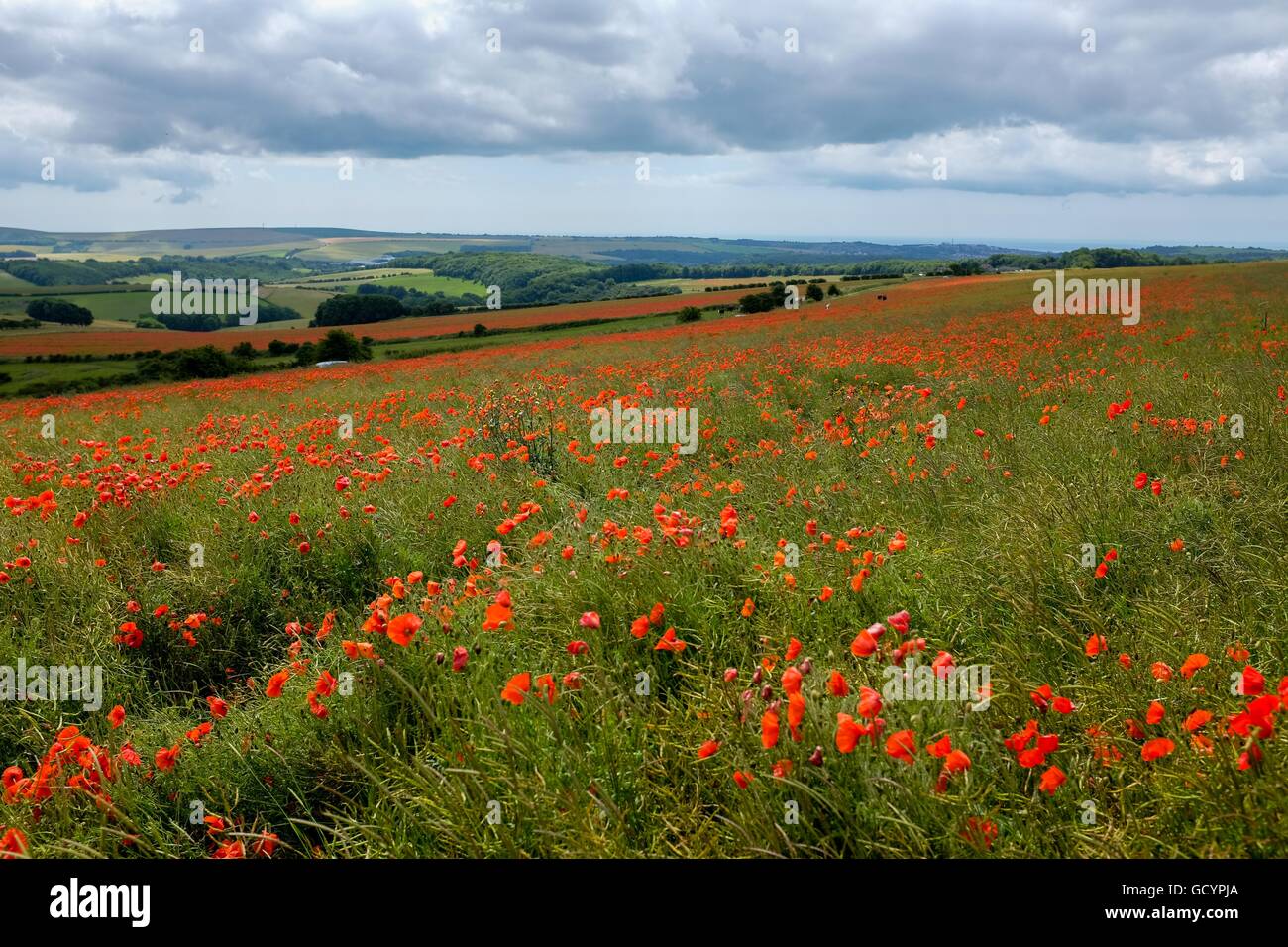Poppy field on outskirts of Brighton UK Stock Photo - Alamy