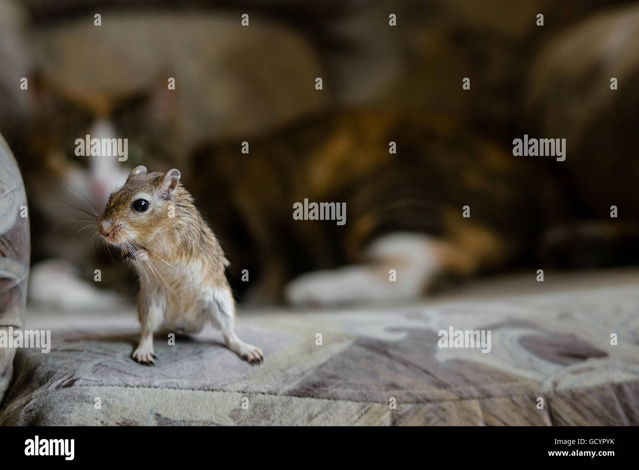 Cat playing with little gerbil mouse. Natural light Stock Photo - Alamy