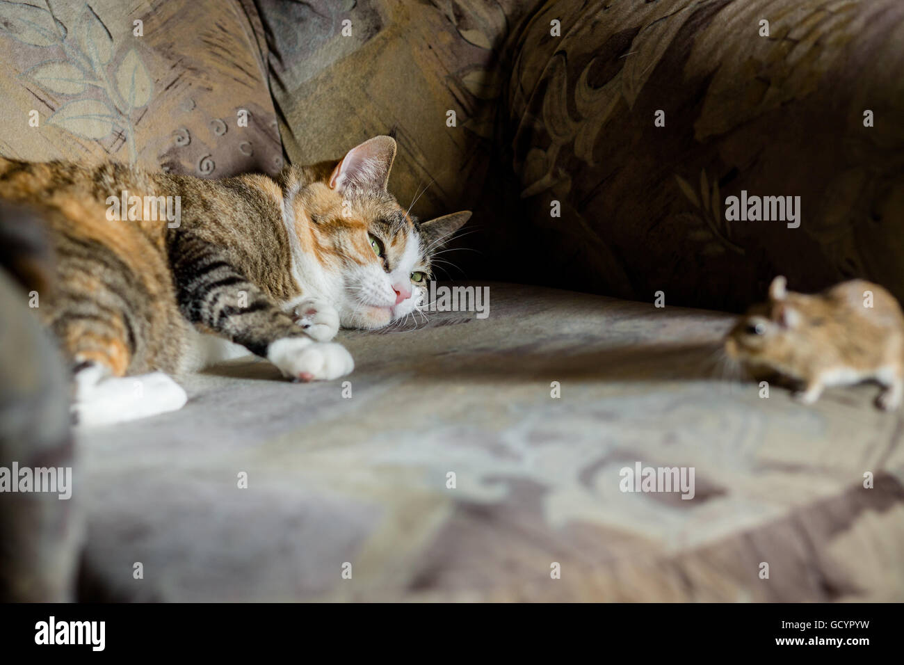 Cat playing with little gerbil mouse. Natural light. Danger concept ...