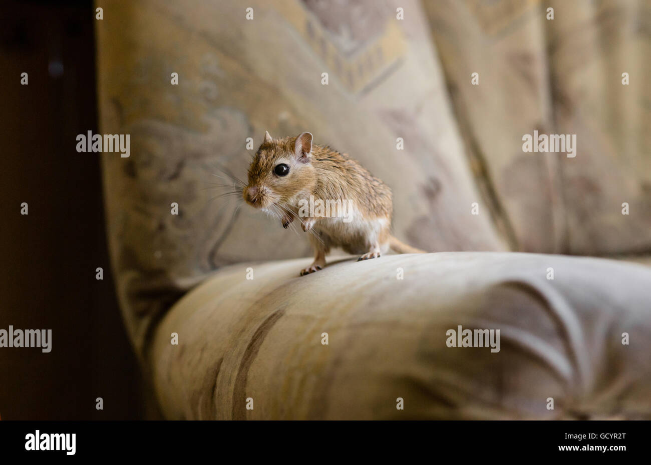 Gerbil mouse in the chair Stock Photo - Alamy
