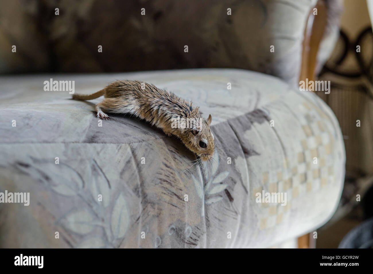 Mongolian mouse hi-res stock photography and images - Alamy