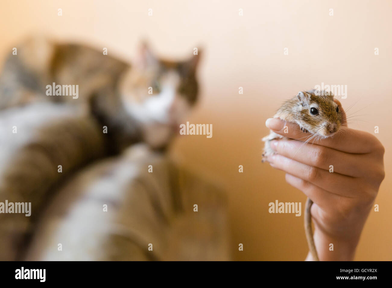 Cat catching mouse hi-res stock photography and images - Alamy