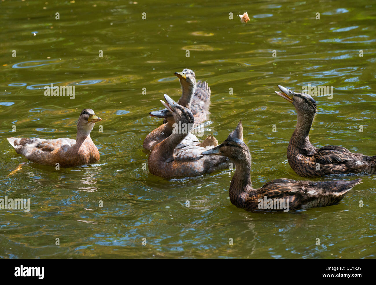 Birds being fed with bread hi-res stock photography and images - Alamy