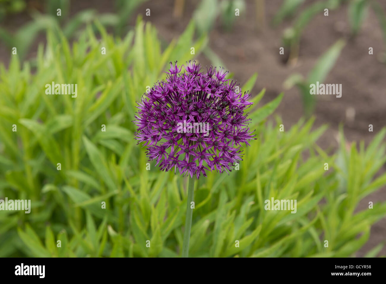 Allium stipitatum 'Mars' in a Country Cottage Garden at Dunham Massey ...