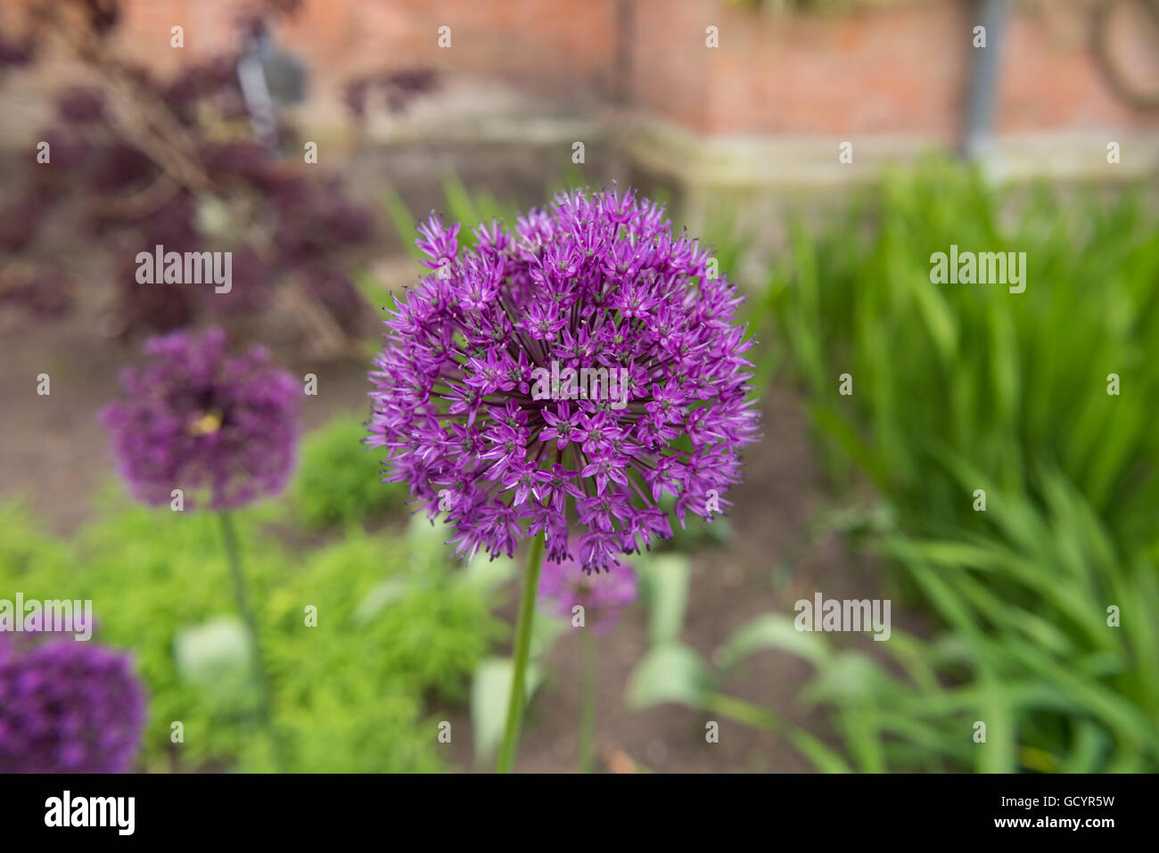 Allium stipitatum 'Mars' in a Country Cottage Garden at Dunham Massey ...