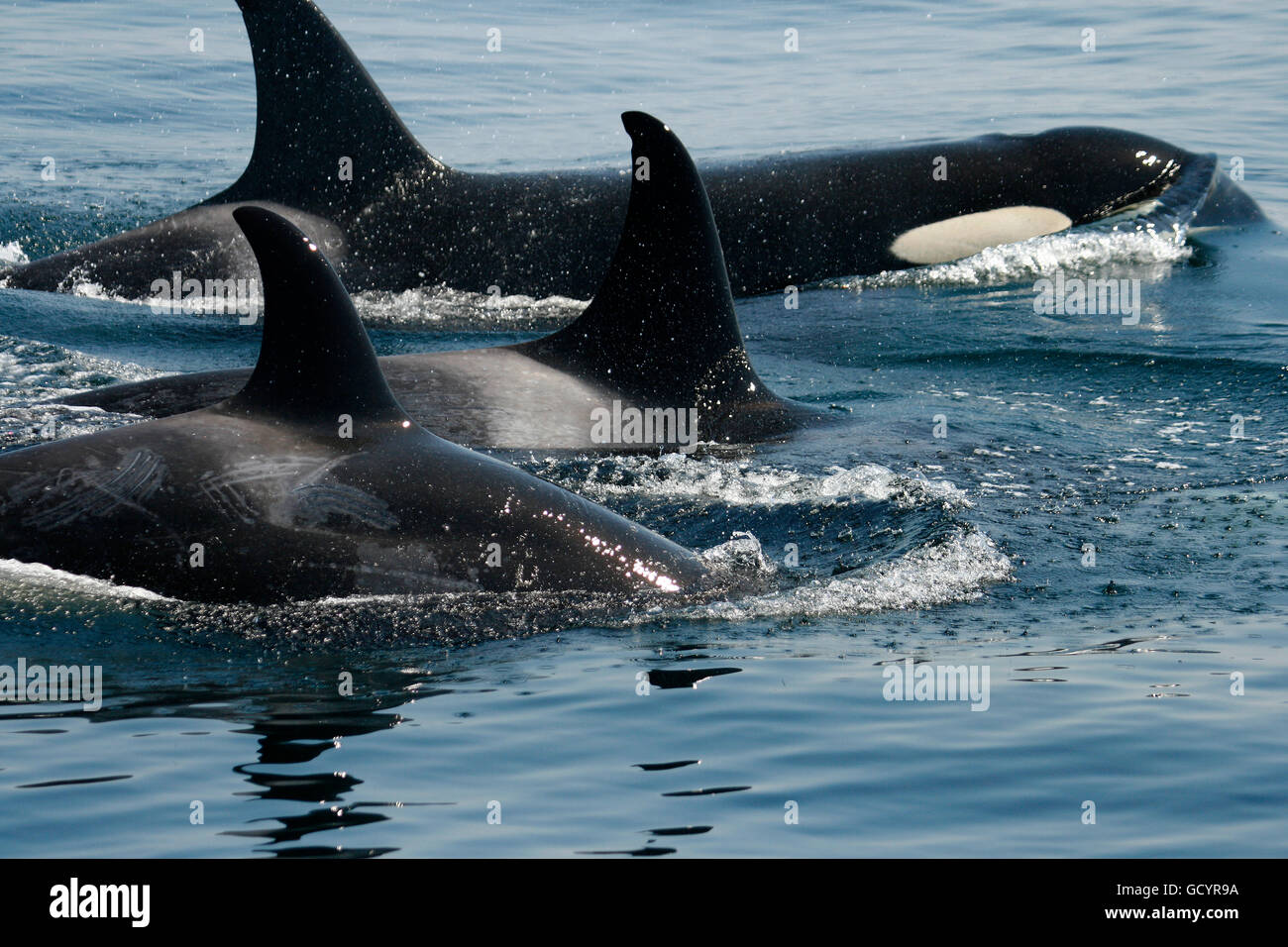 Orcas, Orcinus orca in Johnstone strait. Vancouver island. British ...