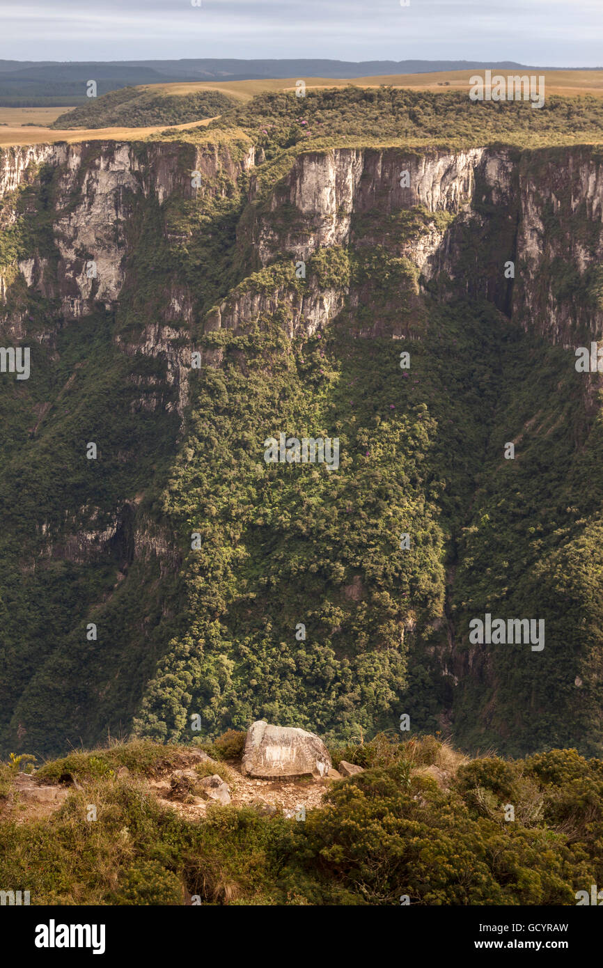 Sul tree trees plant plants hi-res stock photography and images - Alamy