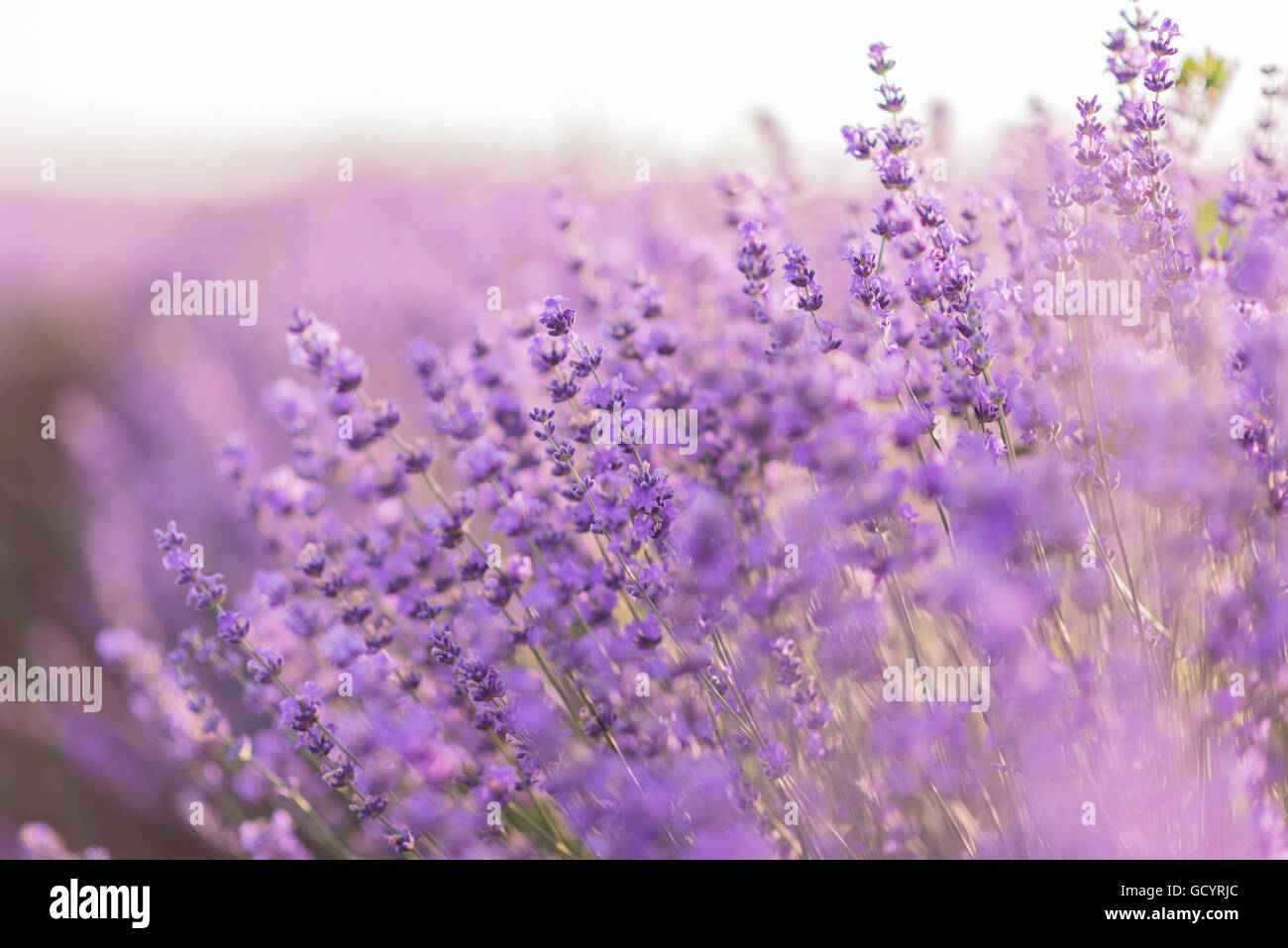 Close up of lavender flowers in a lavender field under the sunrise ...