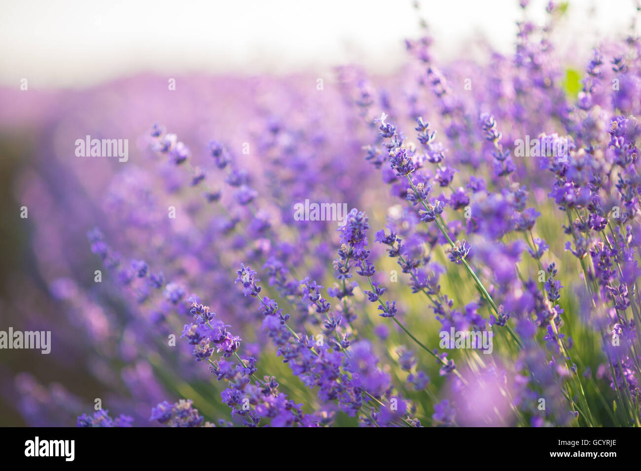 Lavender sunset field sun hi-res stock photography and images - Alamy