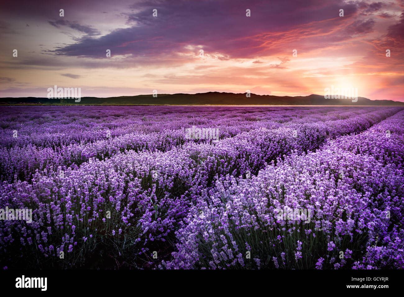 Blooming lavender field under the red colors of the summer sunset Stock ...