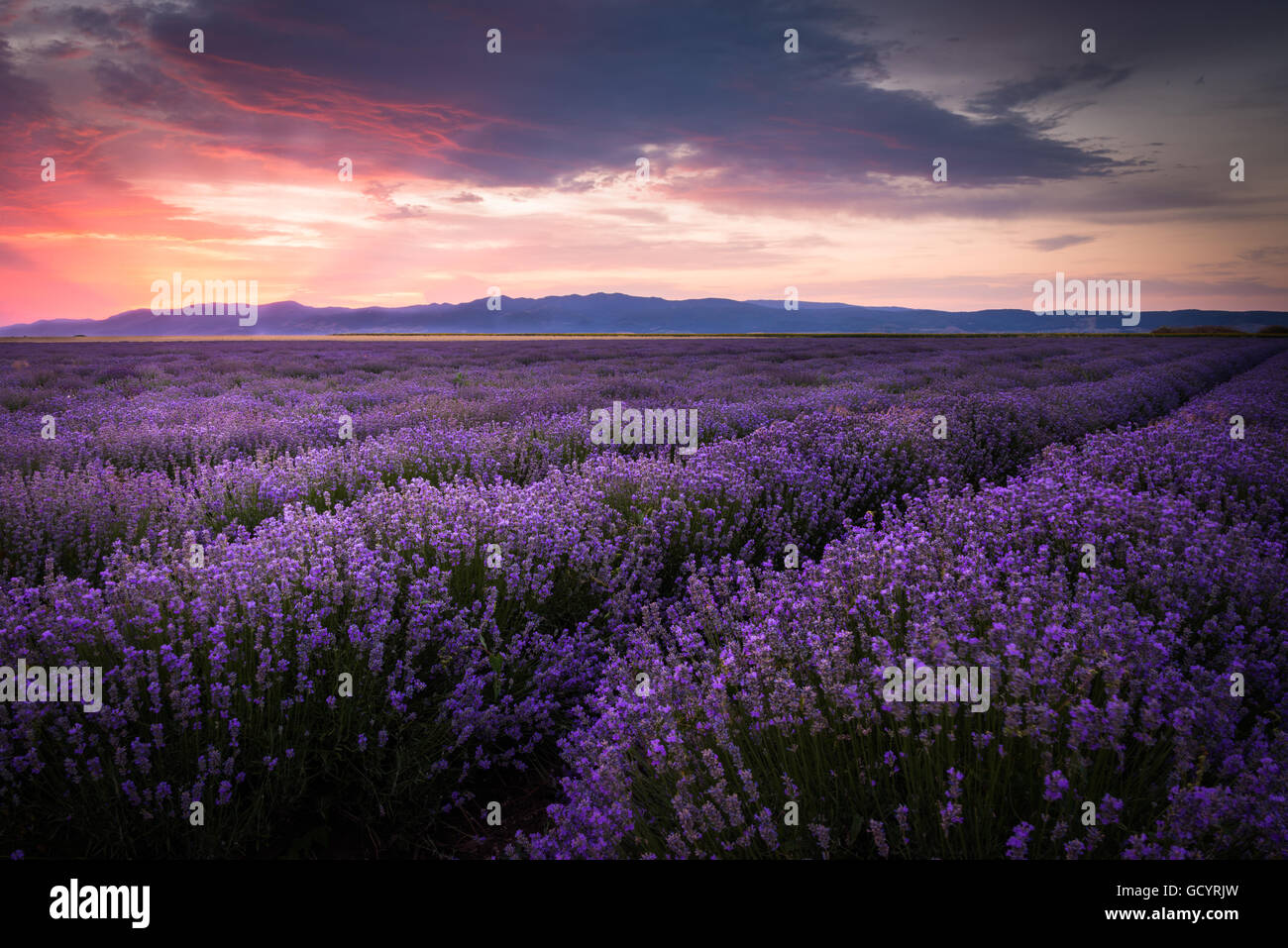 Lavender field sunset landscape hi-res stock photography and images - Alamy