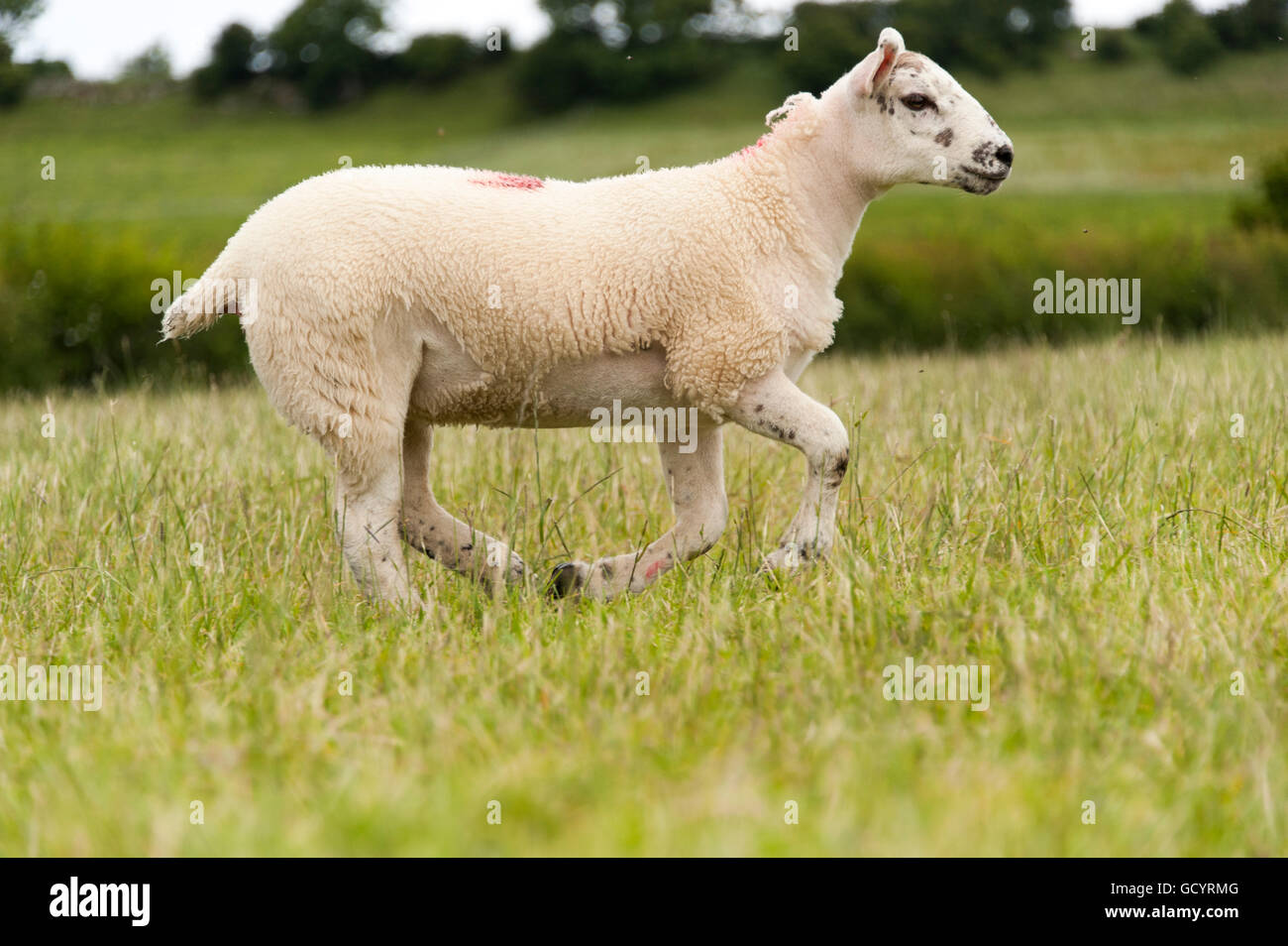 Running lamb hi-res stock photography and images - Alamy