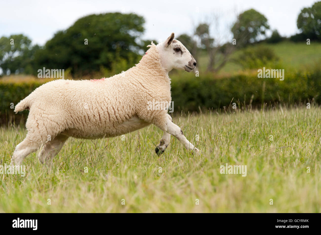 Legs lamb hi-res stock photography and images - Alamy