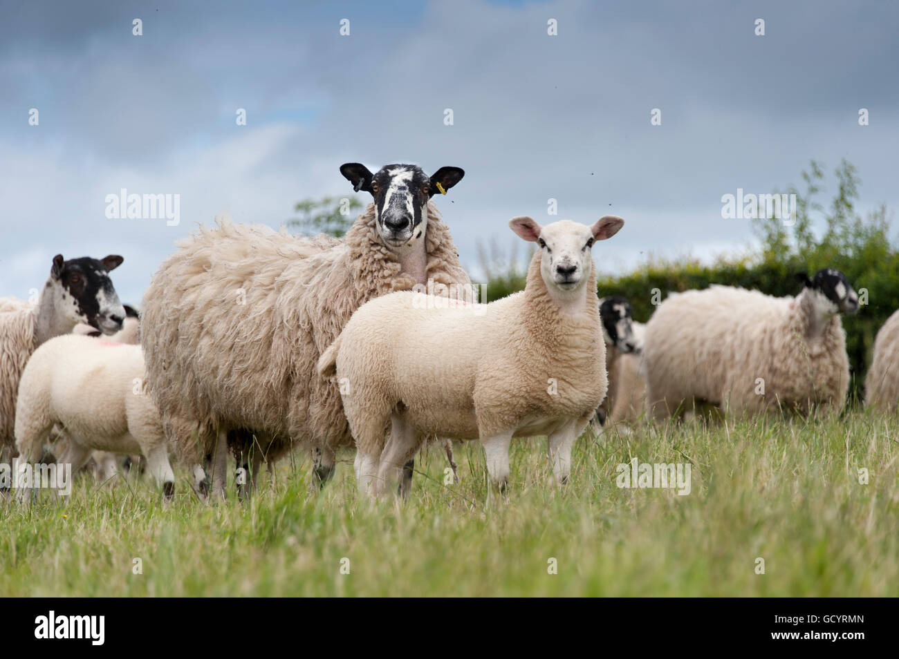 Mule ewes with full fleece of wool and lambs at foot in an upland ...