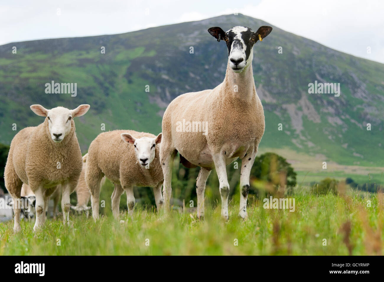 Clipped North of England Mule with lambs at foot in upland pasture ...
