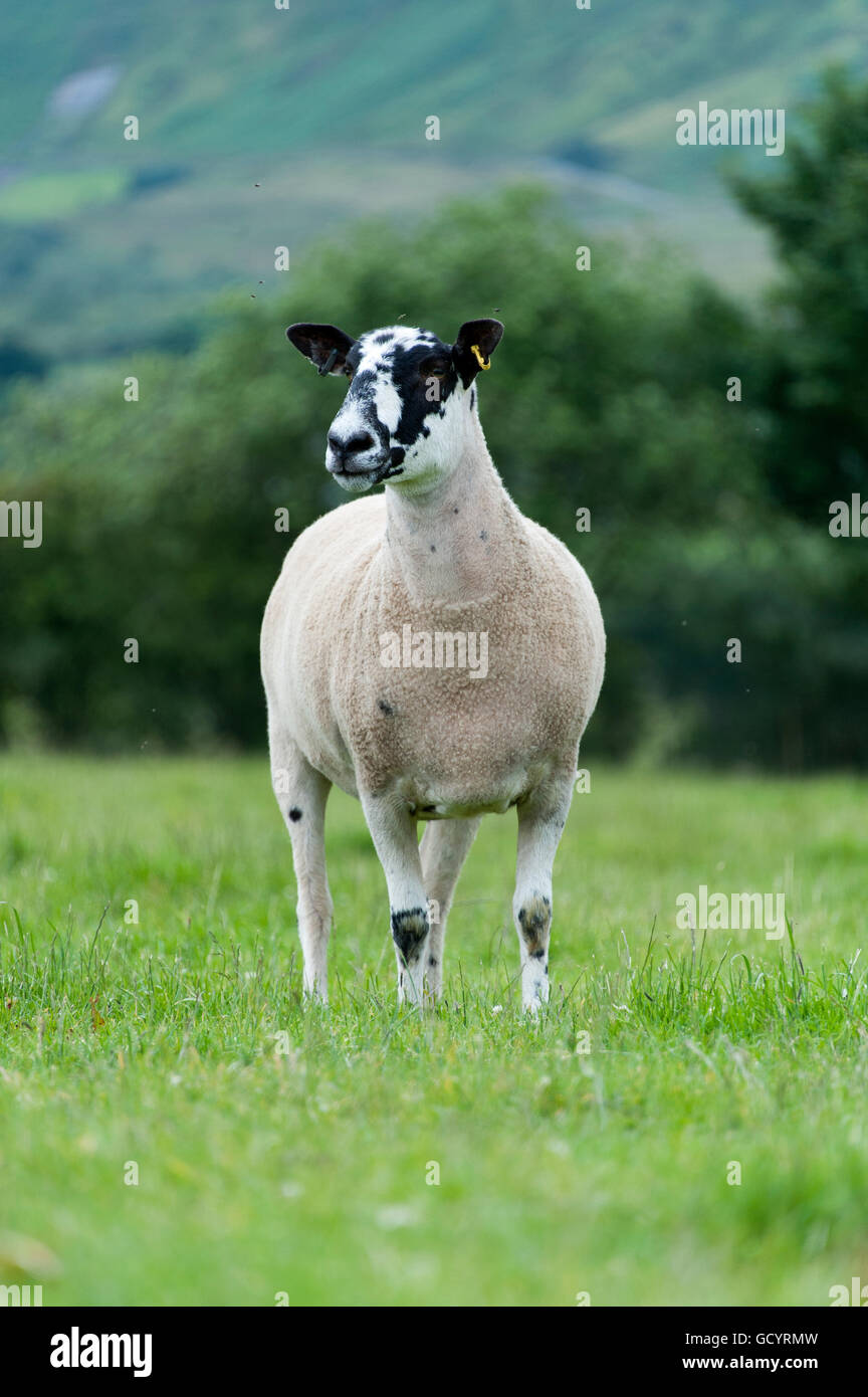 Newly clipped mule ewe in upland pasture, Cumbria, UK Stock Photo - Alamy