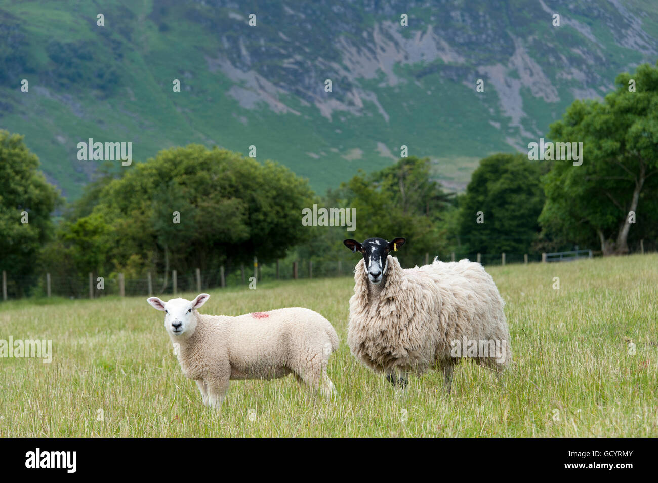 Mule ewes with full fleece of wool and lambs at foot in an upland ...