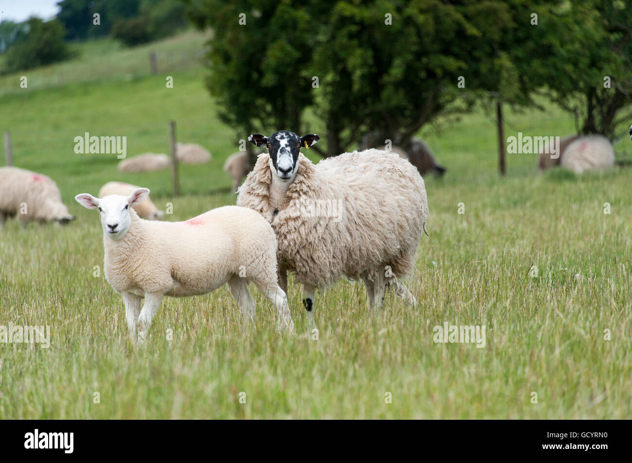 Mule ewes with full fleece of wool and lambs at foot in an upland ...