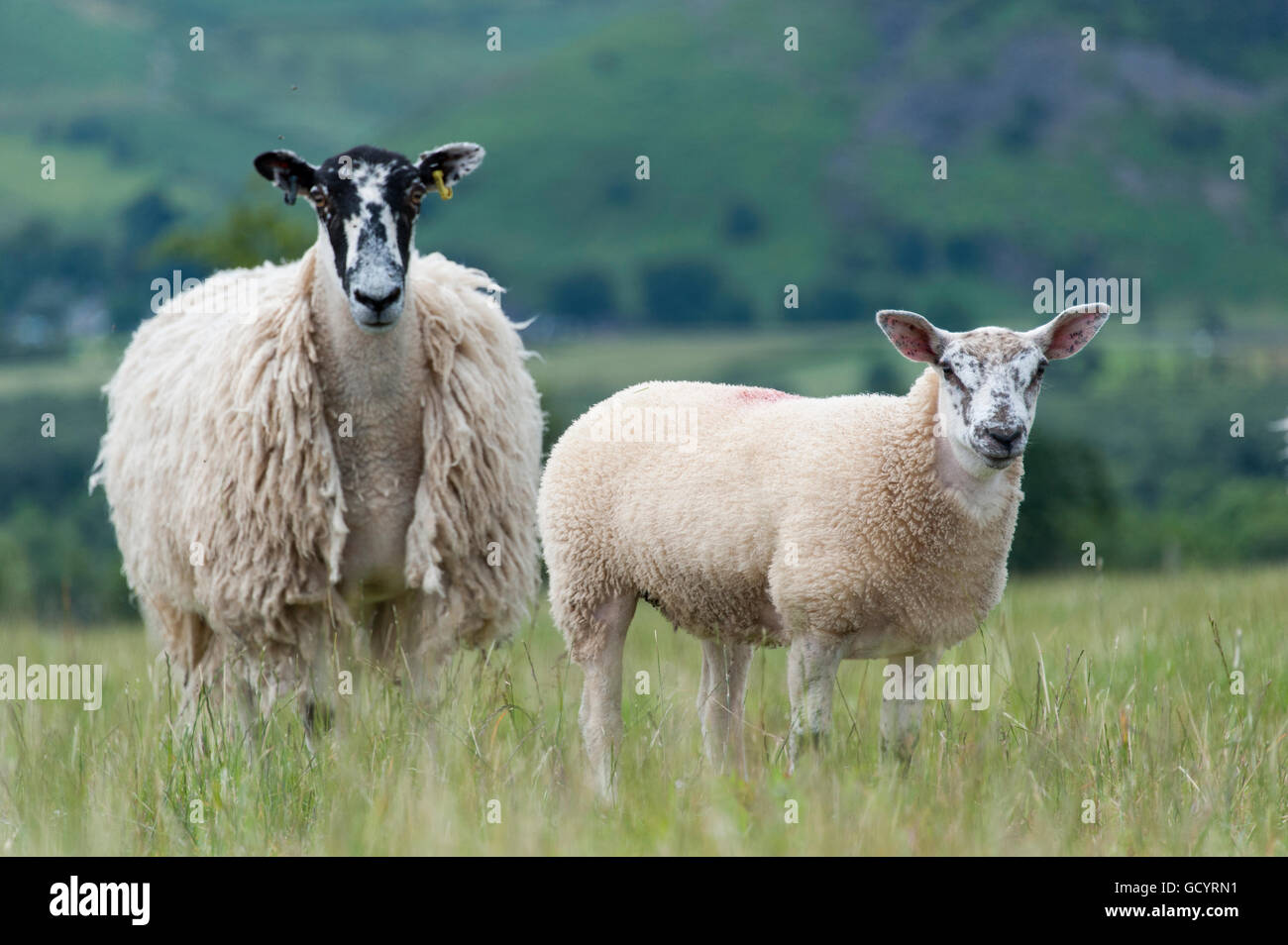 Mule ewes with full fleece of wool and lambs at foot in an upland ...