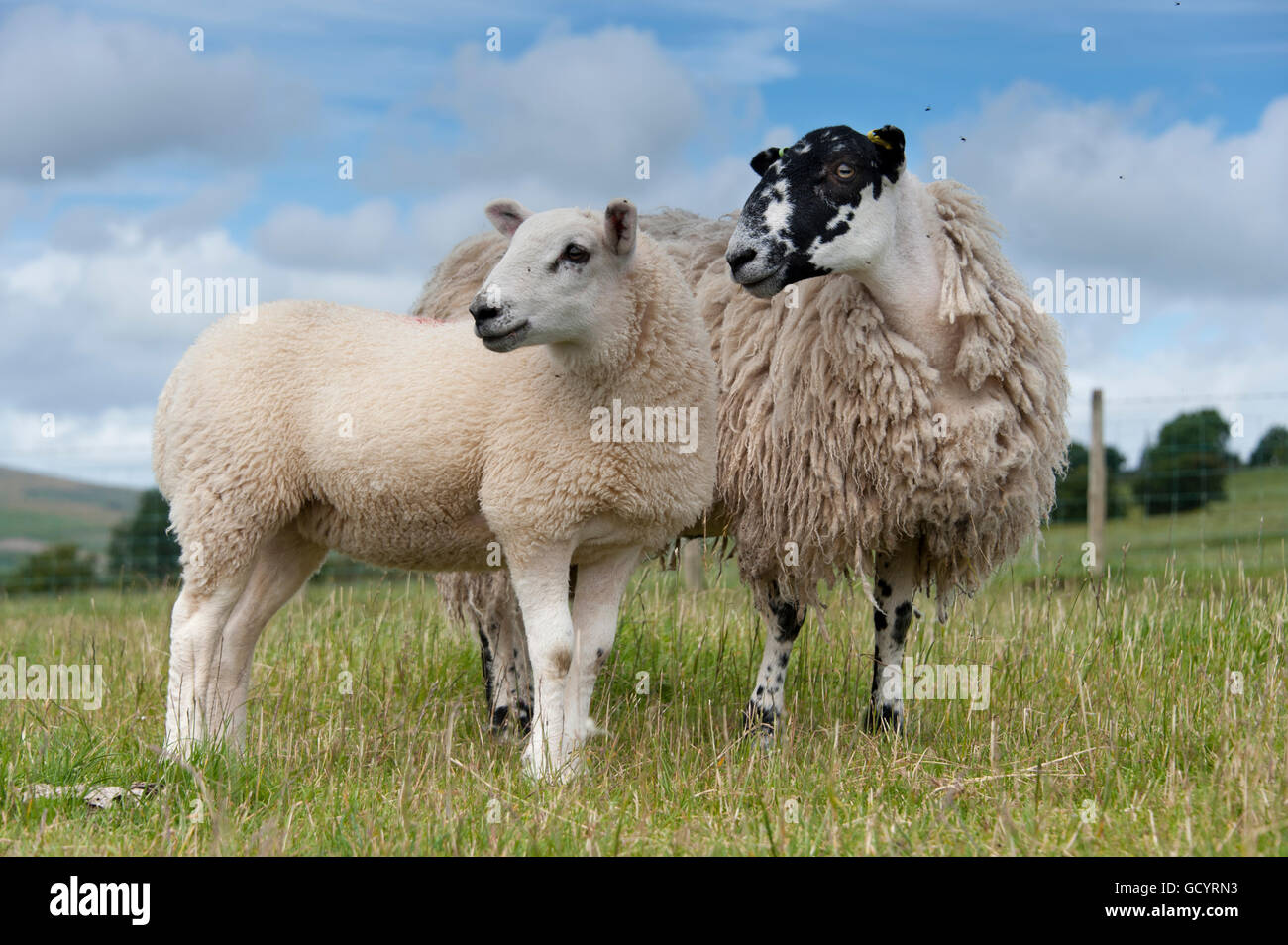 Mule ewes with full fleece of wool and lambs at foot in an upland ...