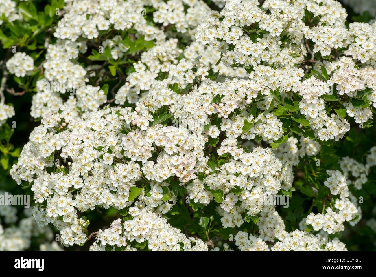 Hawthorn hedge hi-res stock photography and images - Alamy